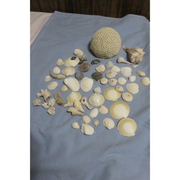 UNBRANDED | Accents | Nice Lot Of Sea Shells Plus Chunk Of Brain Coral ...
